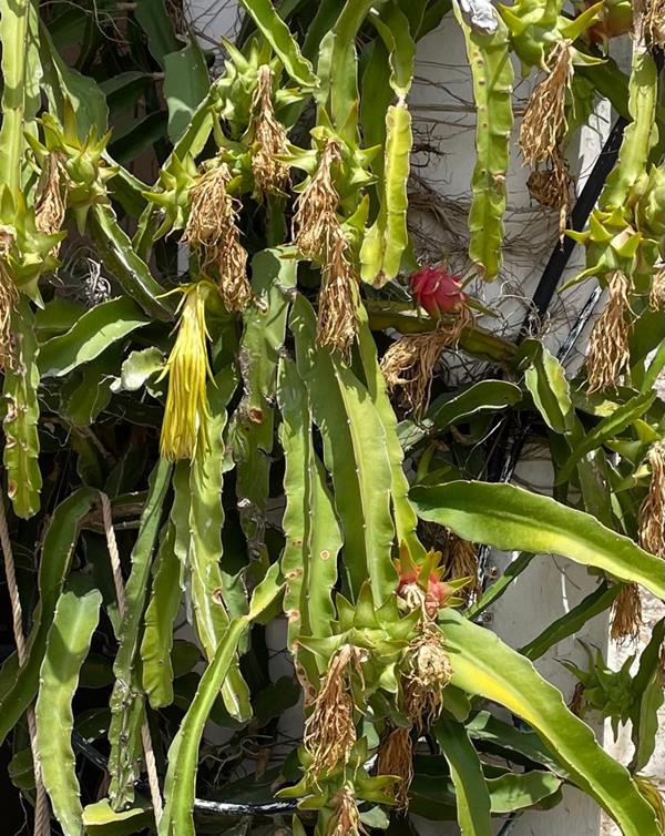 Pitaya - Produção Nacional, Preço: 10,00 €/kg | Loja da Reforma Agrária