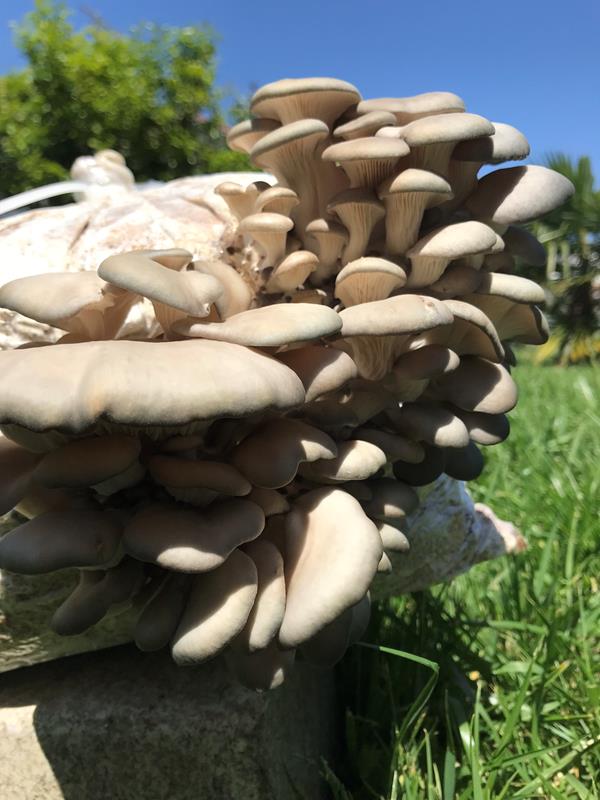 Cogumelos Pleurotus Ostreatus, Preço: 10,00 €/kg | Loja da Reforma Agrária