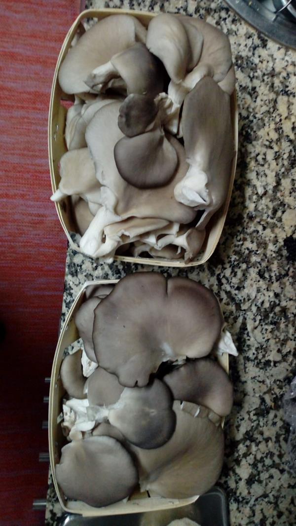 Cogumelos Pleurotus Ostreatus, Preço: 10,00 €/kg | Loja da Reforma Agrária