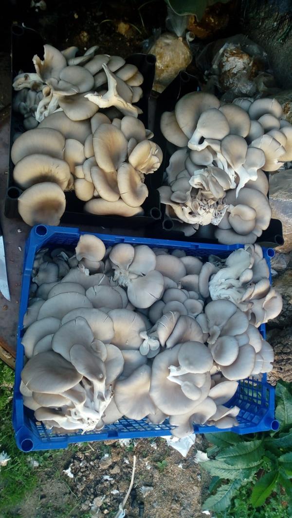 Cogumelos Pleurotus Ostreatus, Preço: 10,00 €/kg | Loja da Reforma Agrária