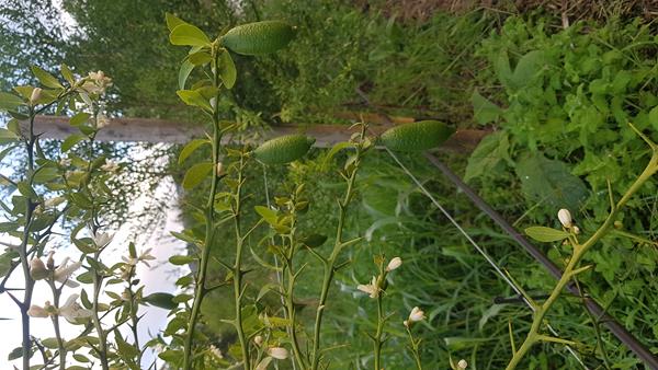 Limão Caviar, Preço: 10,00 €/emb | Loja da Reforma Agrária