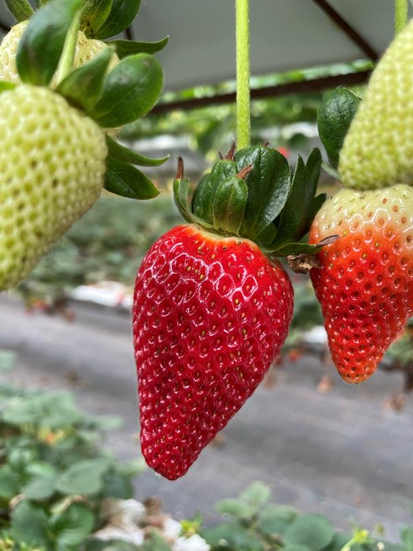 Morango Grado, Preço: 8,00 €/kg | Loja da Reforma Agrária