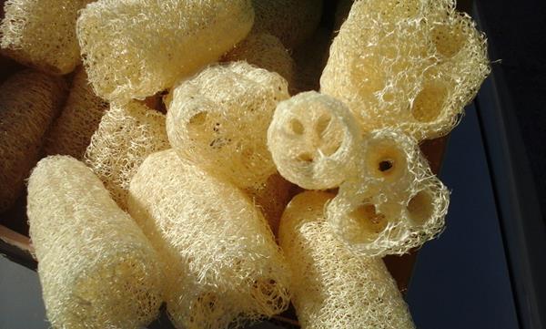 Luffa / Bucha , Esponja natural, Preço: 2,28 €/un | Loja da Reforma Agrária