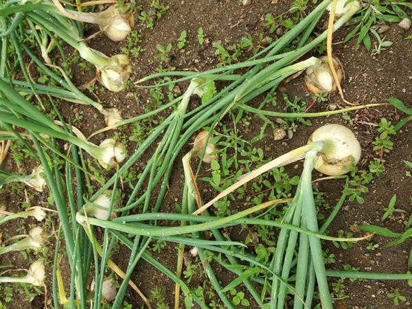 Cebola doce, Preço: 1,20 €/kg | Loja da Reforma Agrária