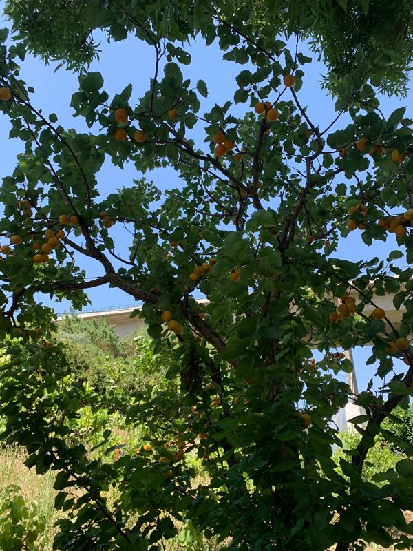 Alperce, Preço: 2,00 €/kg | Loja da Reforma Agrária