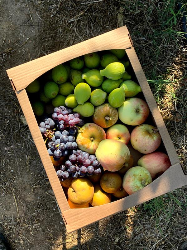 Cabaz de Fruta da Época, Preço: 15,00 €/cabaz | Loja da Reforma Agrária