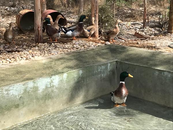 Patos Rouen, Preço: 15,00 €/un | Loja da Reforma Agrária