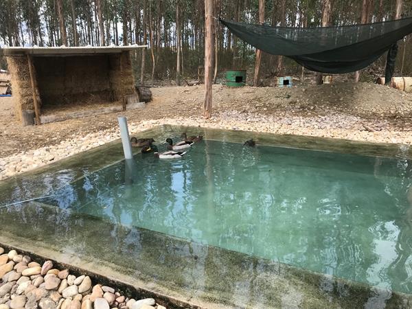 Patos Rouen, Preço: 10,00 €/un | Loja da Reforma Agrária