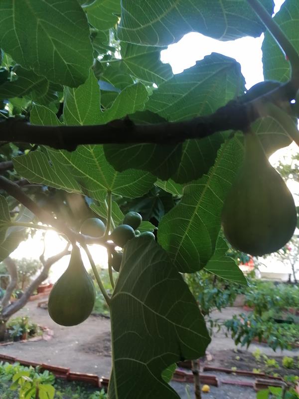 Figos frescos, Preço: 3,50 €/kg | Loja da Reforma Agrária