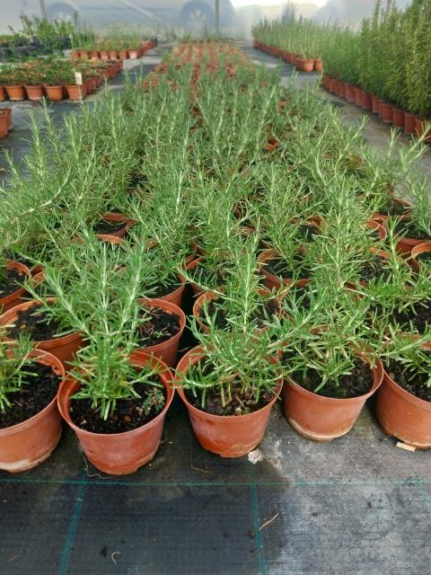 Alecrim rasteiro (Rosmarinus officinalis Prostatus), Preço: 2,12 €/un ...