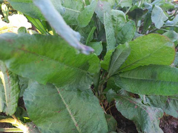 Labaça - 100g, Preço: 1,00 €/emb | Loja da Reforma Agrária