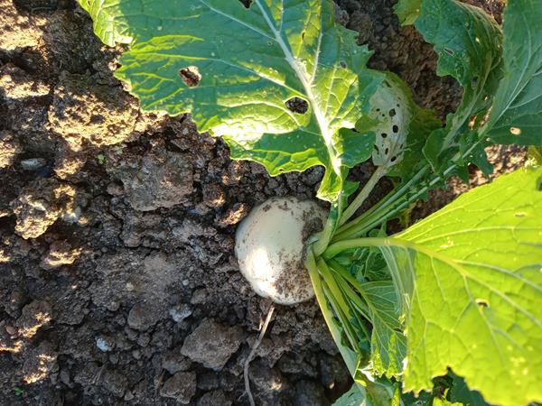 Nabo Branco, Preço: 2,00 €/kg | Loja da Reforma Agrária