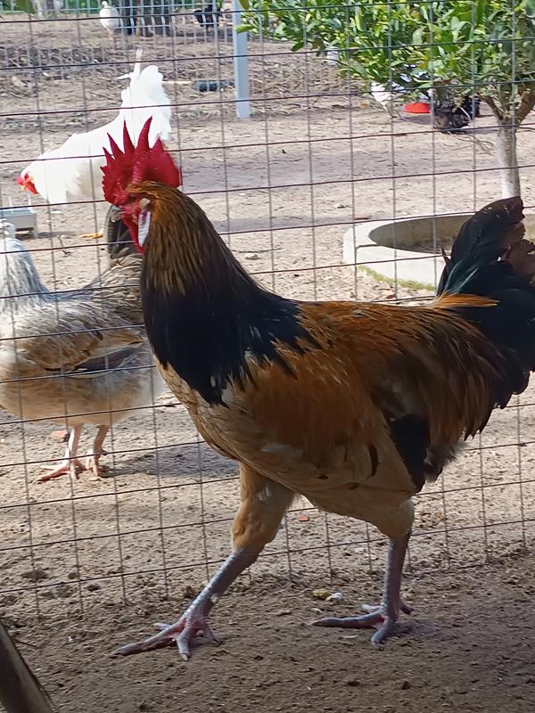 Galos de raça, Preço: 12,50 €/un | Loja da Reforma Agrária