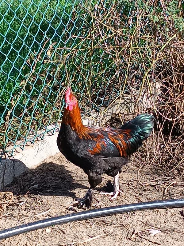 Galos de raça, Preço: 12,50 €/un | Loja da Reforma Agrária
