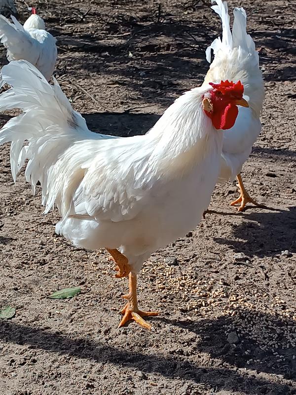 Galos de raça, Preço: 12,50 €/un | Loja da Reforma Agrária