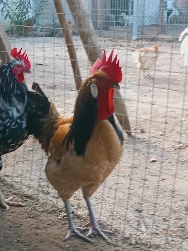 Galos de raça, Preço: 12,50 €/un | Loja da Reforma Agrária