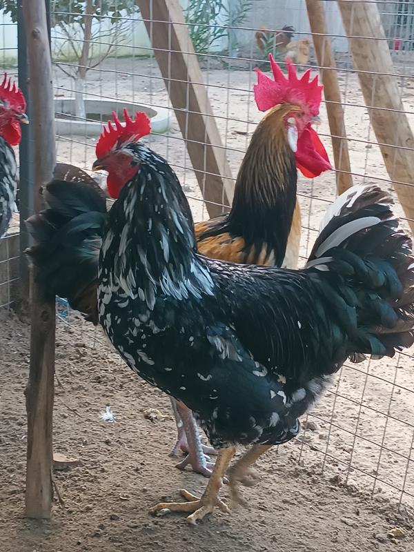 Galos de raça, Preço: 12,50 €/un | Loja da Reforma Agrária