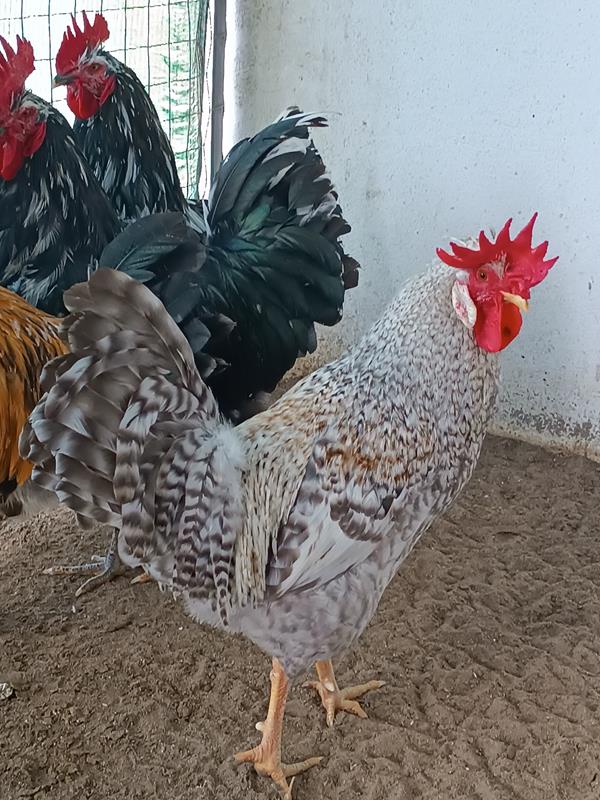 Galos de raça, Preço: 12,50 €/un | Loja da Reforma Agrária