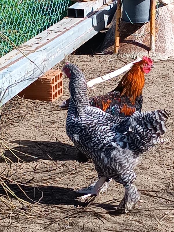 Galos de raça, Preço: 12,50 €/un | Loja da Reforma Agrária