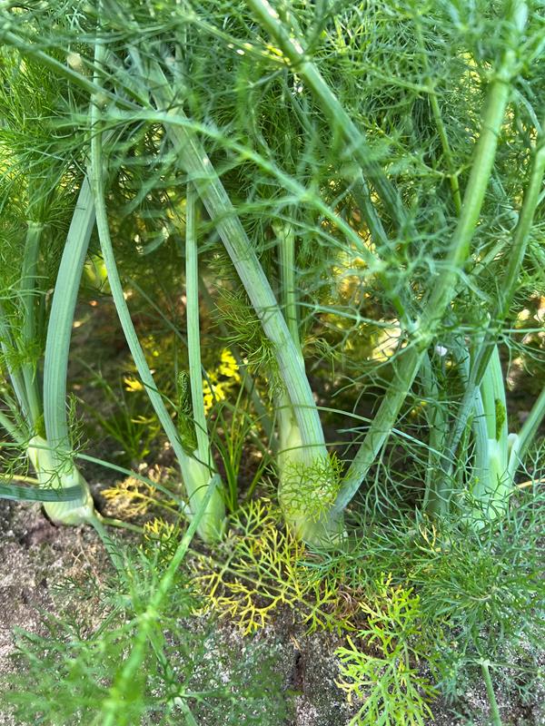 Mini Funcho, Preço: 3,67 €/kg | Loja da Reforma Agrária