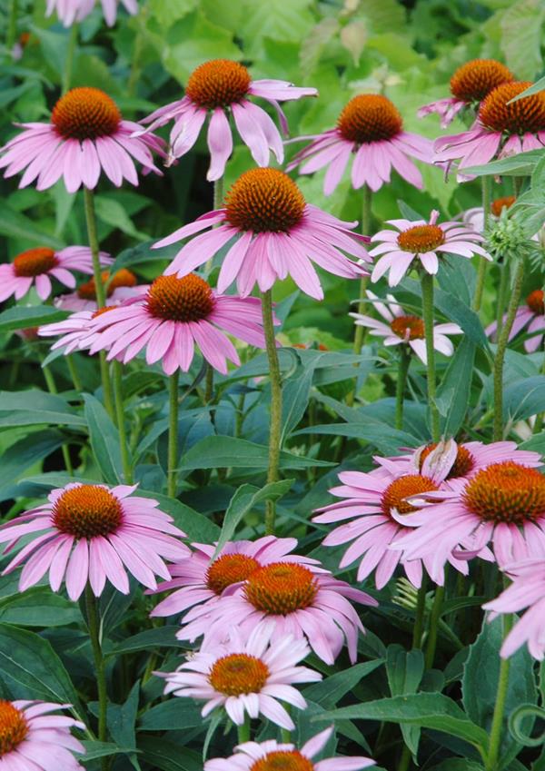 Echinacea Purpurea coneflower - flor roxa/rosa 1-100 gramas, Preço: 0 ...