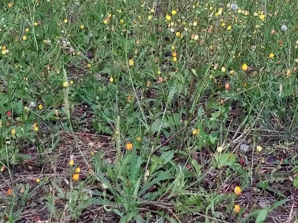 Almeirão (Cichorium intybus) , tudo o que precisa de saber | Guia ...
