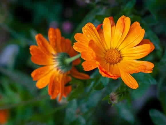 Calêndula (Calendula officinalis) , tudo o que precisa de saber | Guia ...