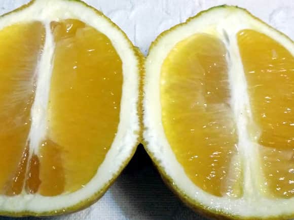 Cidreira (Citrus medica) , tudo o que precisa de saber | Guia Plantas A-Z