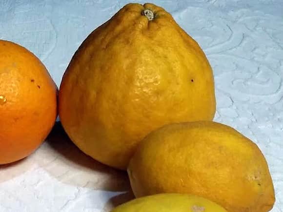 Cidreira (Citrus medica) , tudo o que precisa de saber | Guia Plantas A-Z