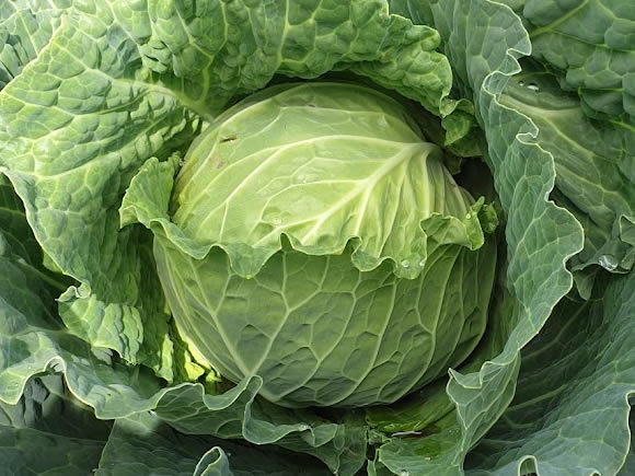 Couve-repolho, tudo o que precisa de saber | Guia Plantas A-Z