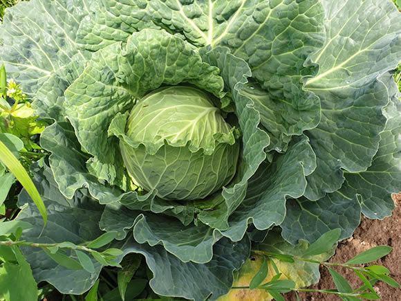 Couve-repolho, tudo o que precisa de saber | Guia Plantas A-Z