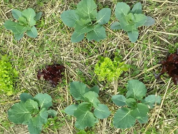 Couve-tronchuda, tudo o que precisa de saber | Guia Plantas A-Z