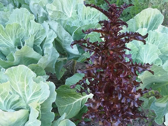 Couve-tronchuda, tudo o que precisa de saber | Guia Plantas A-Z