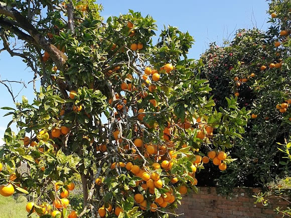 Laranjeira, tudo o que precisa de saber | Guia Plantas A-Z