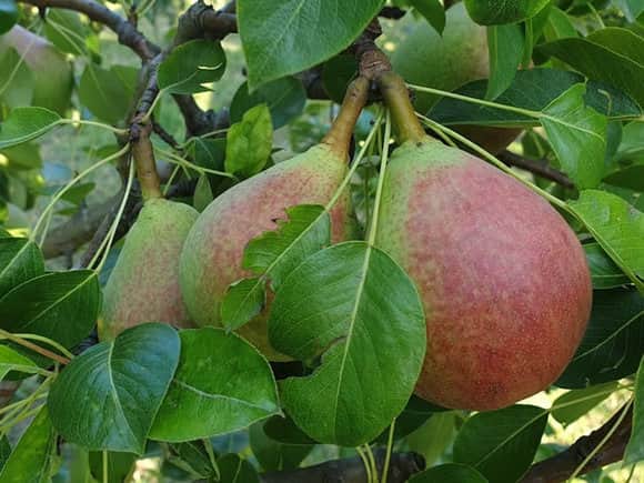 Pêra, tudo o que precisa de saber | Guia Plantas A-Z