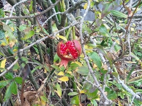 Romãzeira (Punica granatum) , tudo o que precisa de saber | Guia ...