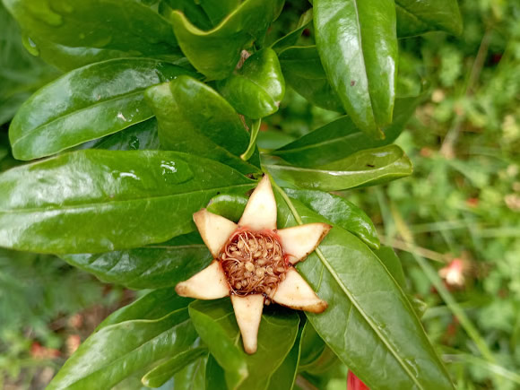 Romãzeira (Punica granatum) , tudo o que precisa de saber | Guia ...