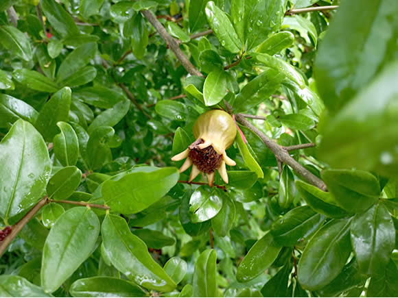 Romãzeira (Punica granatum) , tudo o que precisa de saber | Guia ...