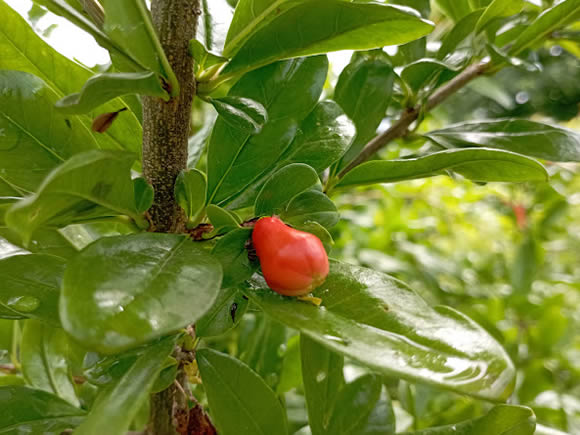 Romãzeira (Punica granatum) , tudo o que precisa de saber | Guia ...