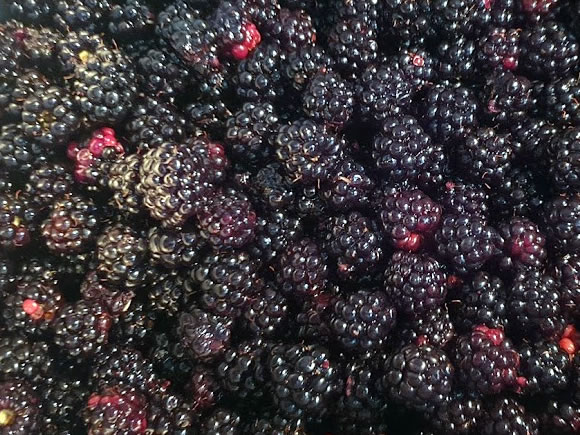 Silvas (Rubus) , tudo o que precisa de saber | Guia Plantas A-Z