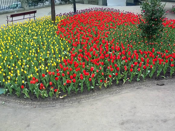 Tulipa (tulipa) , tudo o que precisa de saber | Guia Plantas A-Z