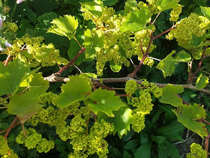 videira, tudo o que precisa de saber | Guia Plantas A-Z