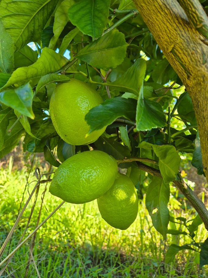 Alba Afonso: Produtor Agrícola | Reforma Agrária